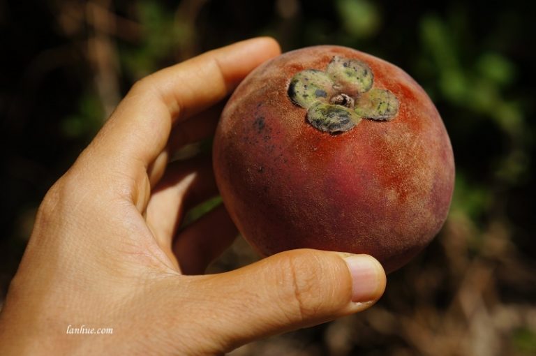 Fruits You Shouldn’t Miss If You Visit Huế City | Lan Huế