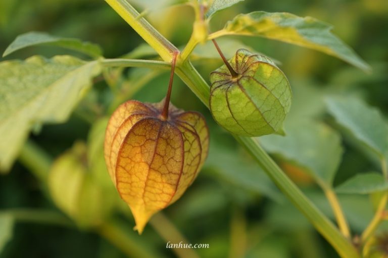 Lantern Fruits Light up My Memory | Lan Huế